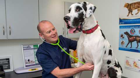 Independent Vets | Vet in Dromore, Co Down | Barry's Vets
